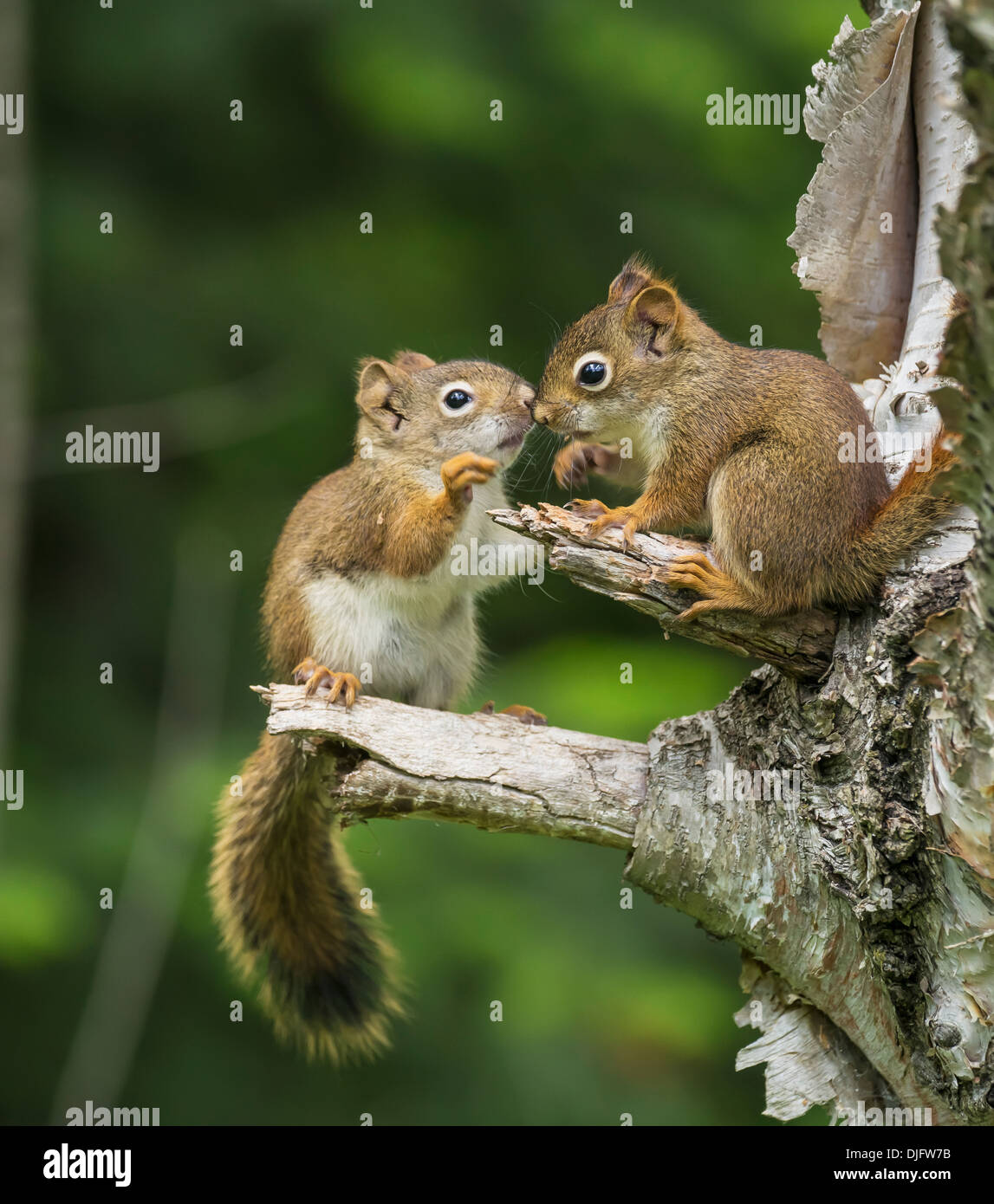 Two Red Squirrels (Sciurus Vulgaris) Playing In A Tree; Ontario, Canada ...