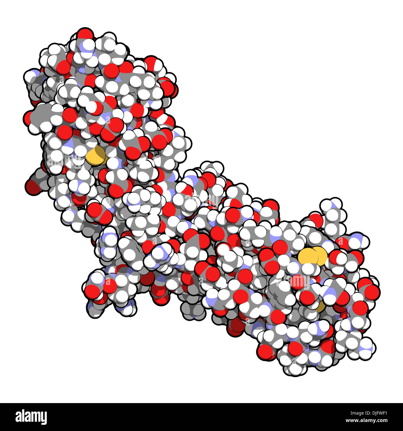 Tissue factor (TF, extracellular part) protein. Essential in extrinsic ...