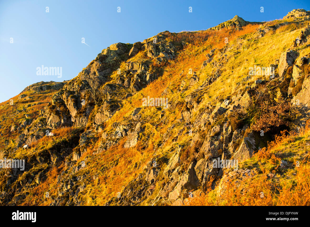 Scar on wood hi-res stock photography and images - Alamy