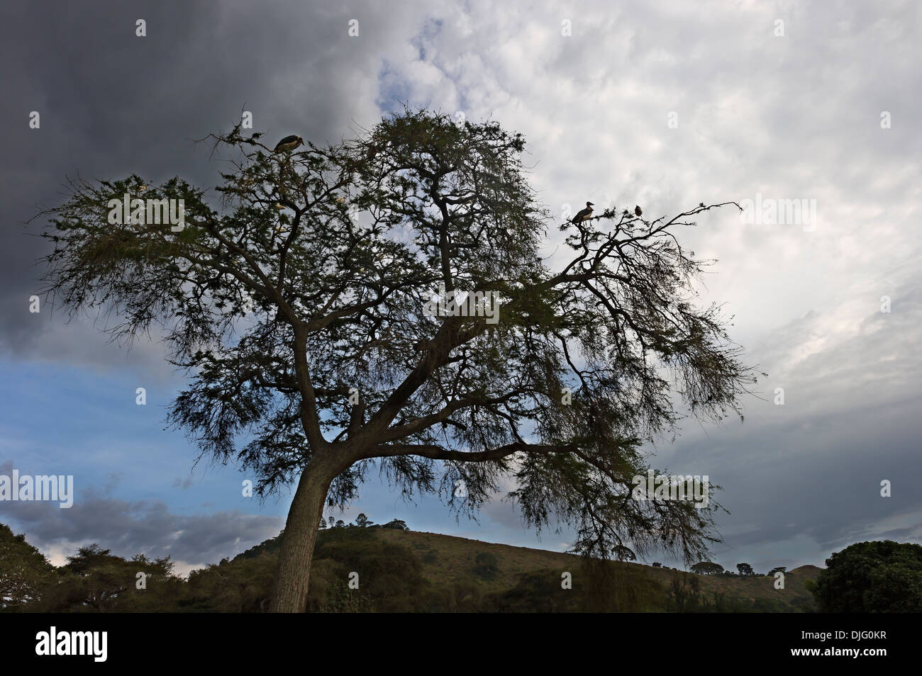 Marabou on a tree hi-res stock photography and images - Alamy