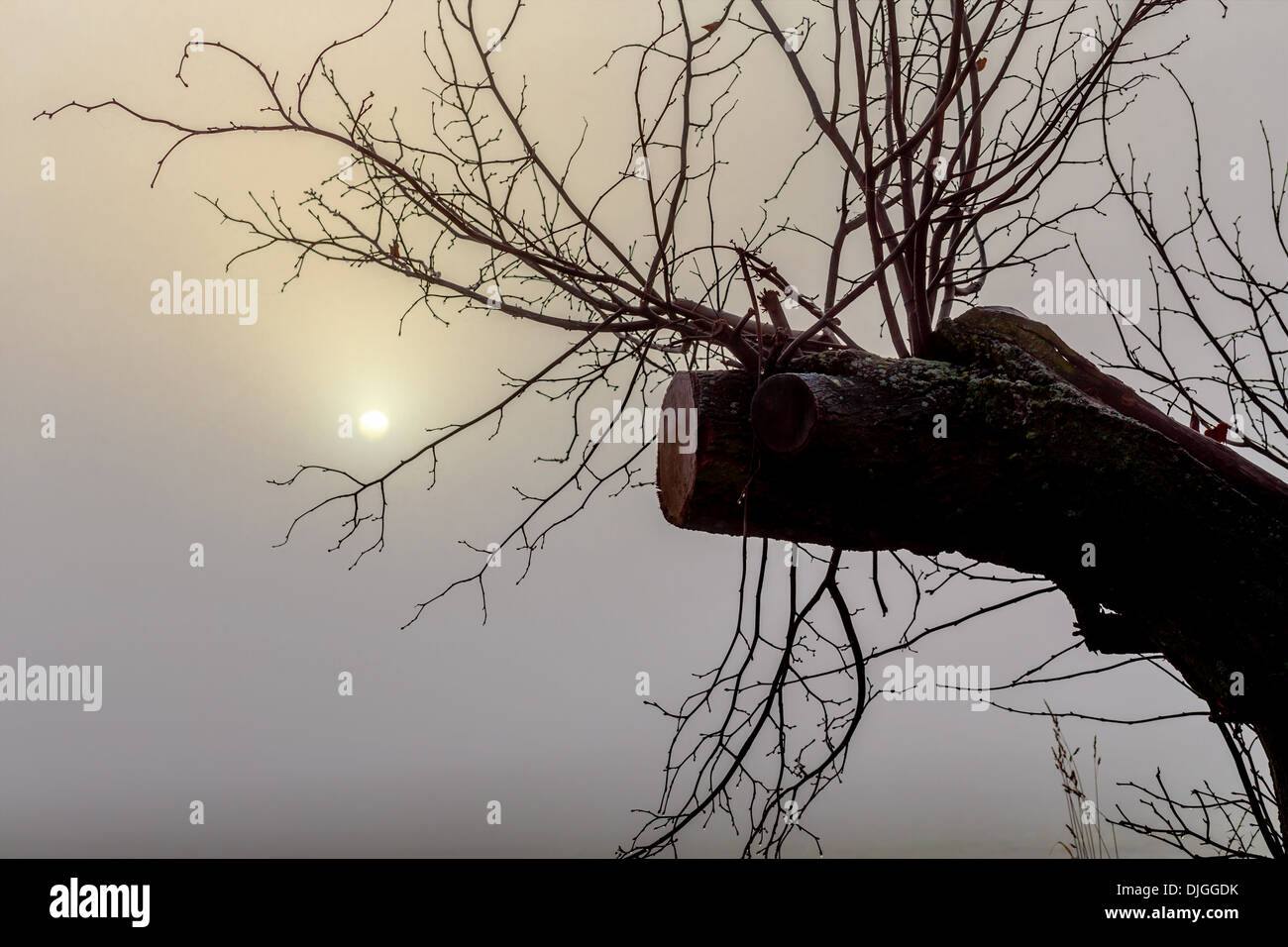 cold misty morning sunrise over tree warm tone Stock Photo - Alamy