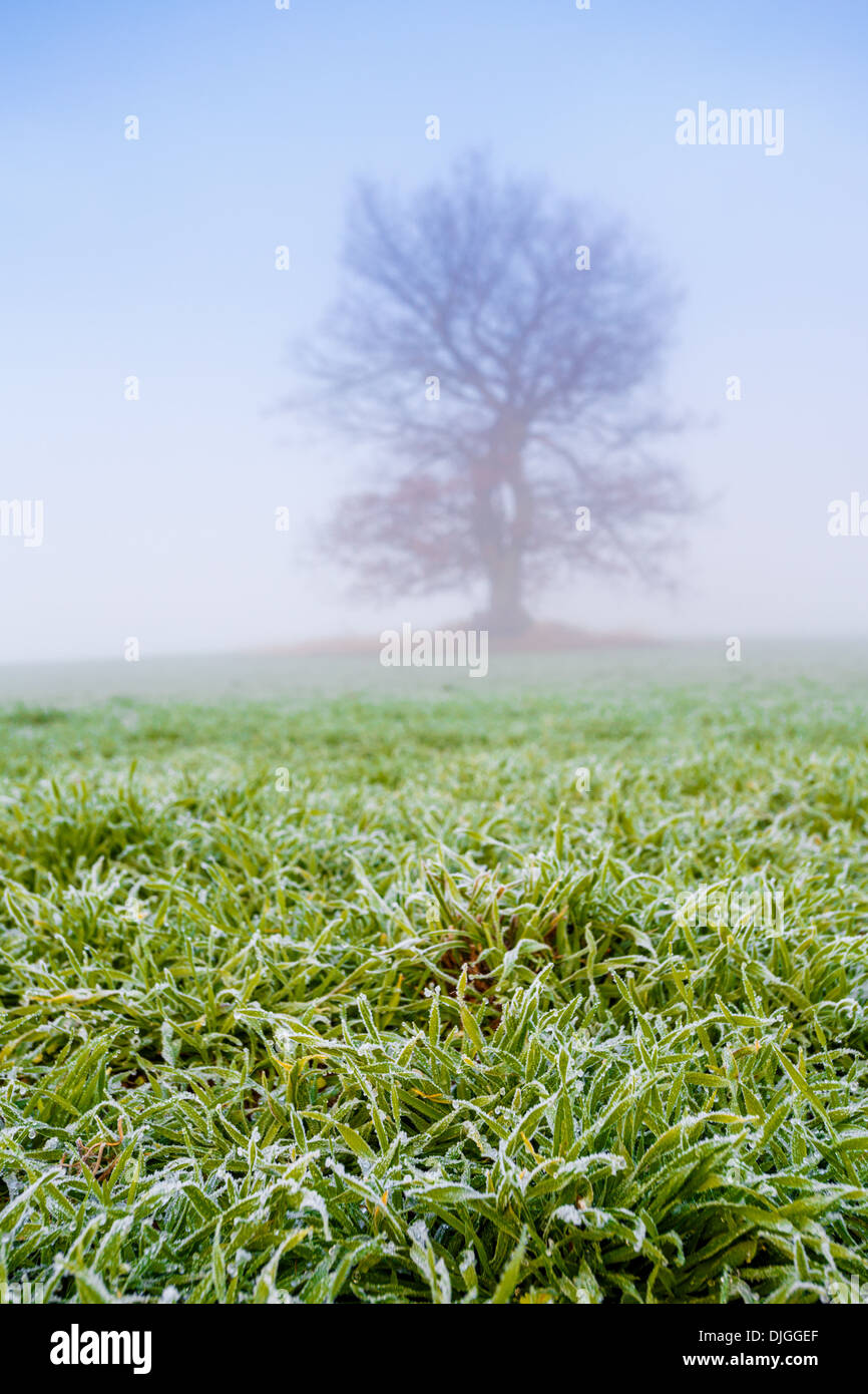 cold misty morning with tree in the background and fog Stock Photo - Alamy