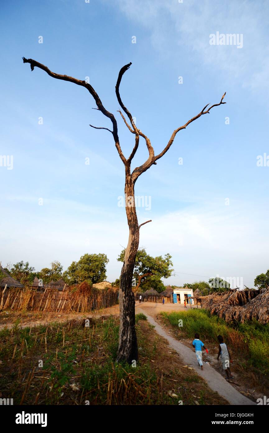 Koba tree hi-res stock photography and images - Alamy