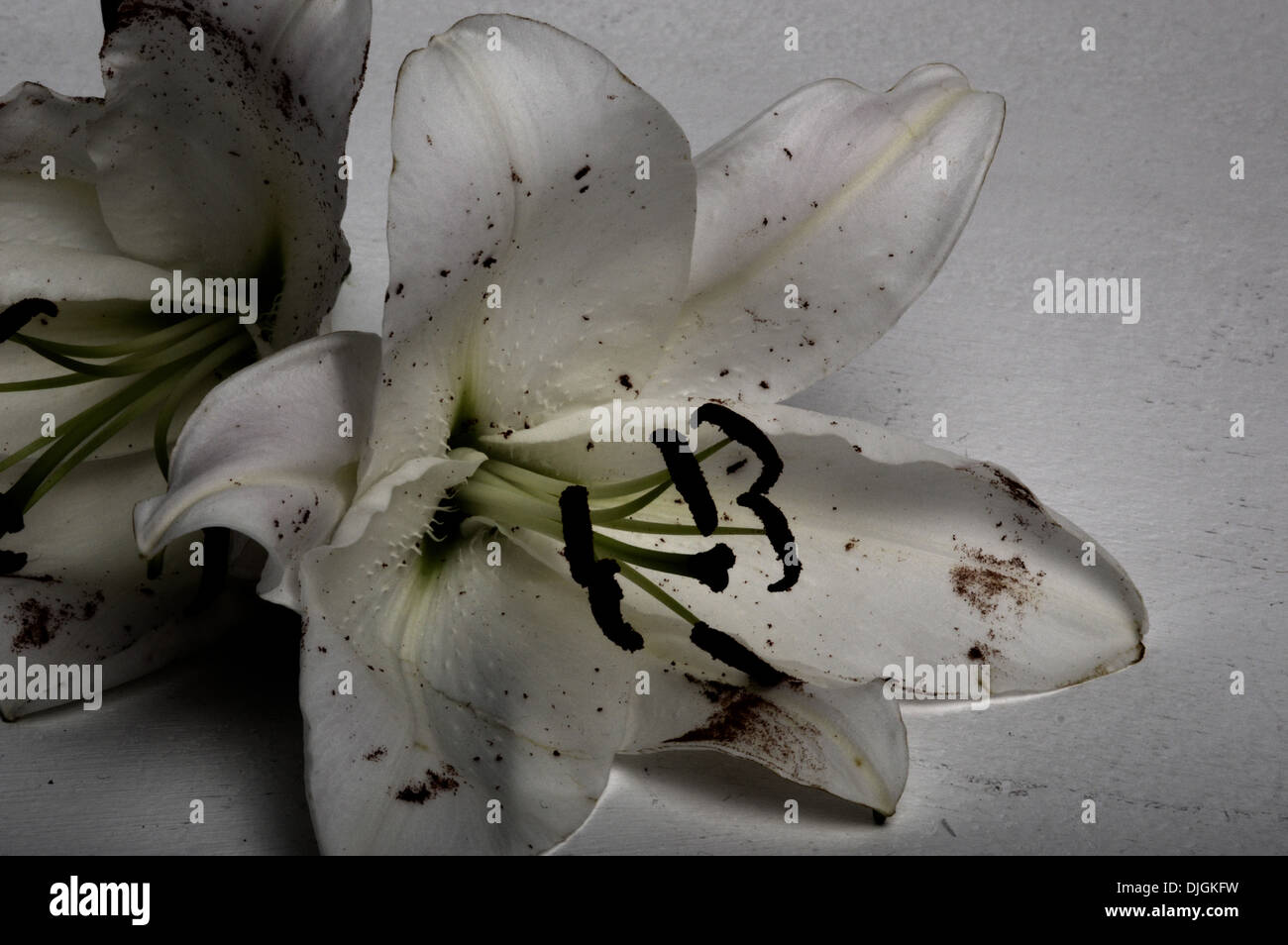 Lily star hi-res stock photography and images - Alamy
