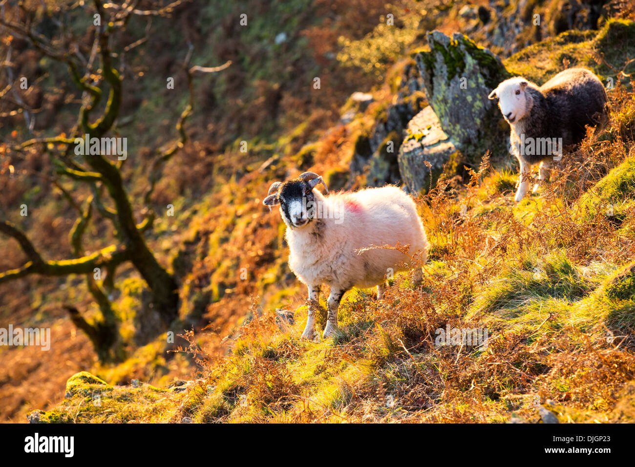 Sheep grazing on steep slope uk hi-res stock photography and images - Alamy