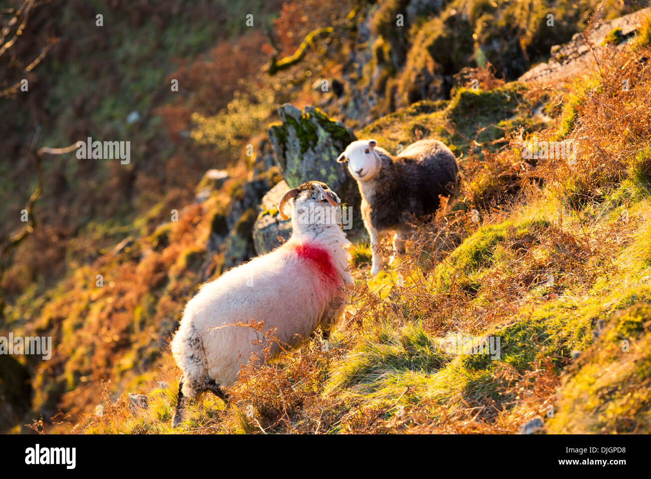 Catching sheep hi-res stock photography and images - Alamy