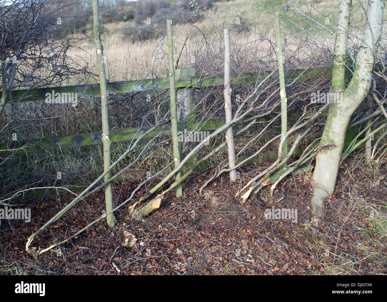 Young trees layered to make a hedge north east England, UK Stock Photo ...