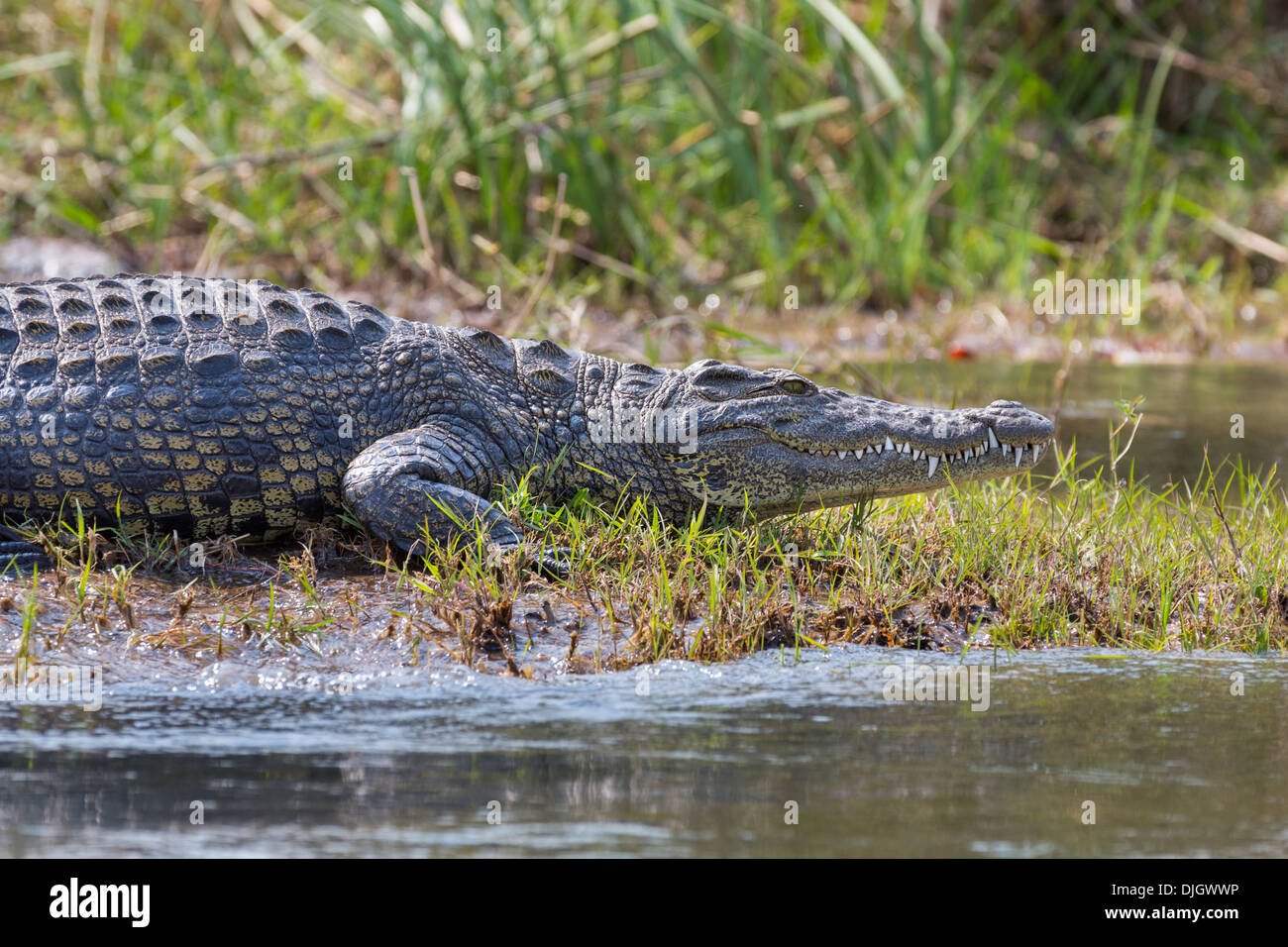 Crocodile side profile hi-res stock photography and images - Alamy