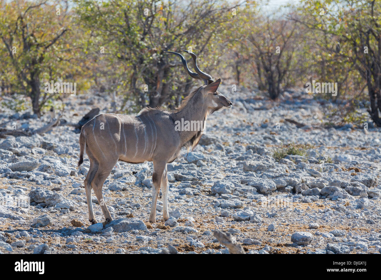 Side view of kudu antelope male Stock Photo - Alamy