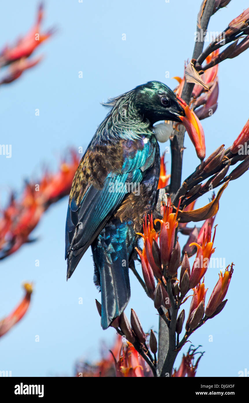 Endemic New Zealand Bird High Resolution Stock Photography and Images ...