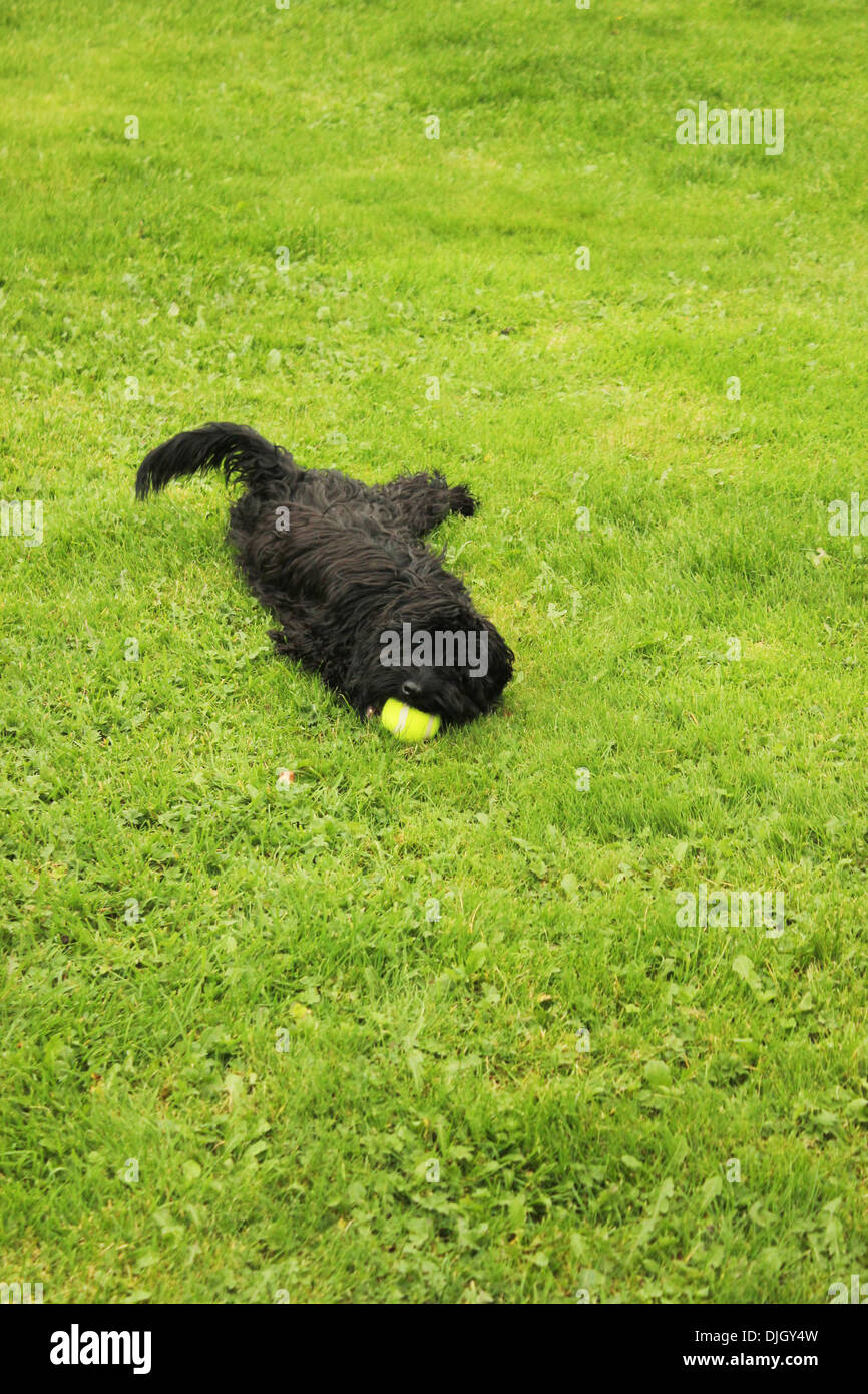 Cockapoo ball hi-res stock photography and images - Alamy