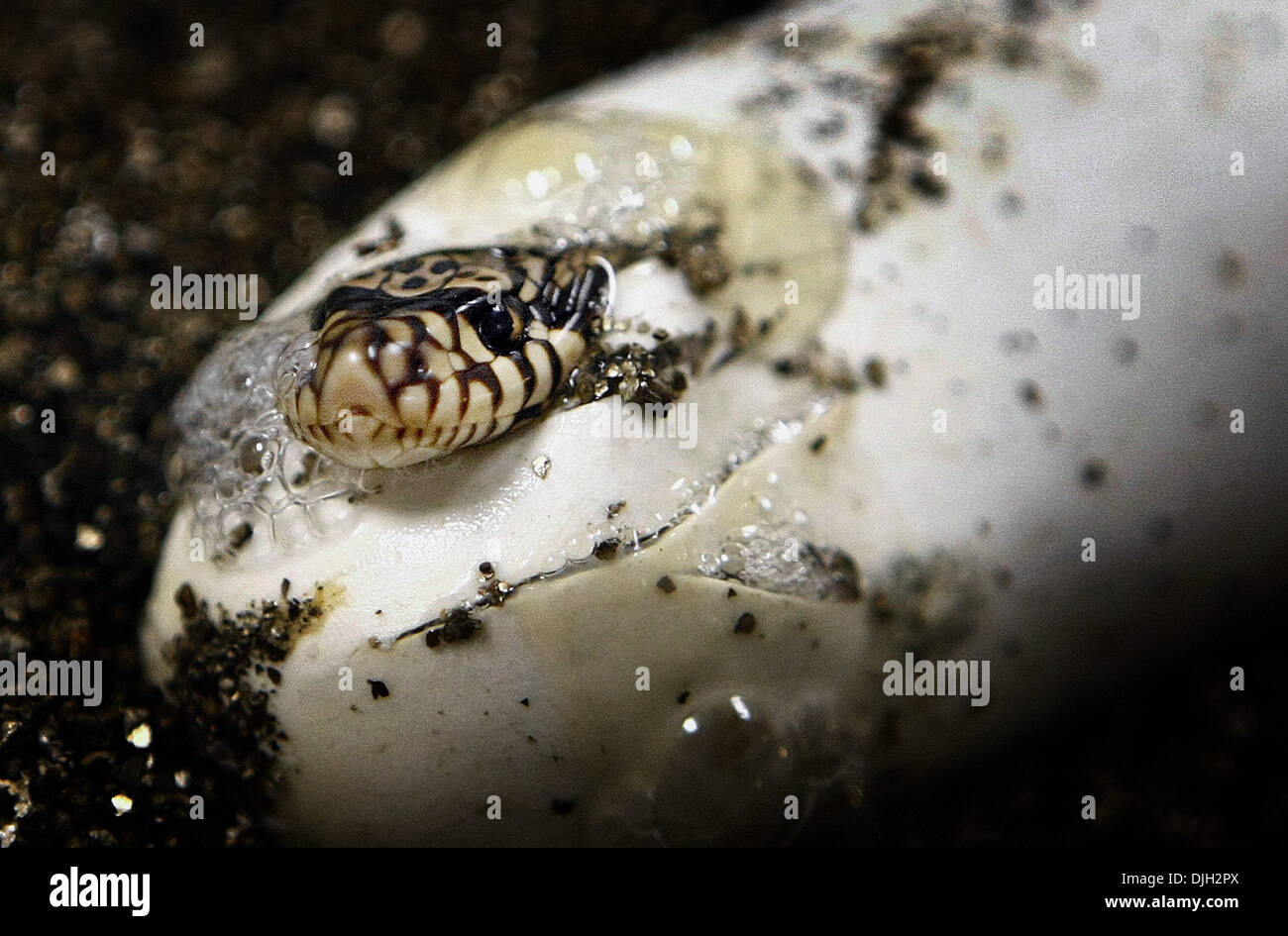 Snakes eggs hi-res stock photography and images - Alamy