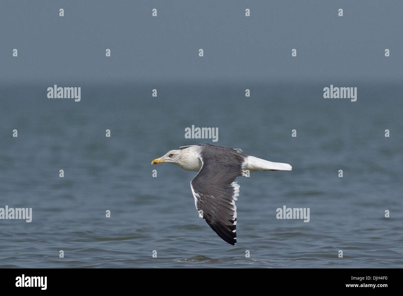 Heuglin's Gull or Siberian Gull (Larus heuglini) in flight Stock Photo ...