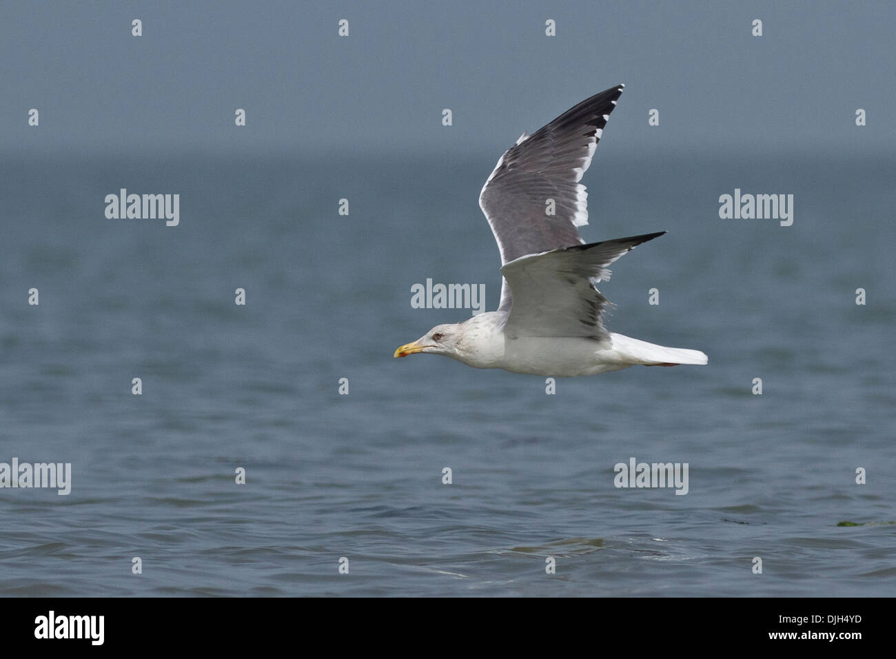 Heuglin's Gull or Siberian Gull (Larus heuglini) in flight Stock Photo ...