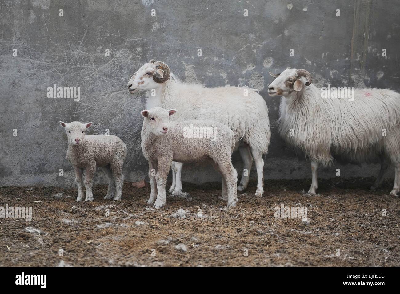 (131128) -- HAIBEI, Nov. 28, 2013 (Xinhua) -- Photo taken on Nov. 27 ...