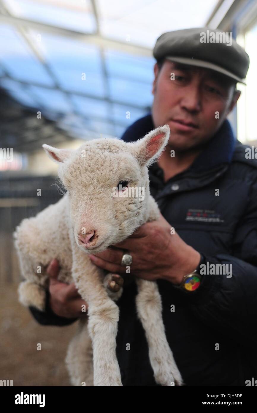 (131128) -- HAIBEI, Nov. 28, 2013 (Xinhua) -- A staff member shows a ...