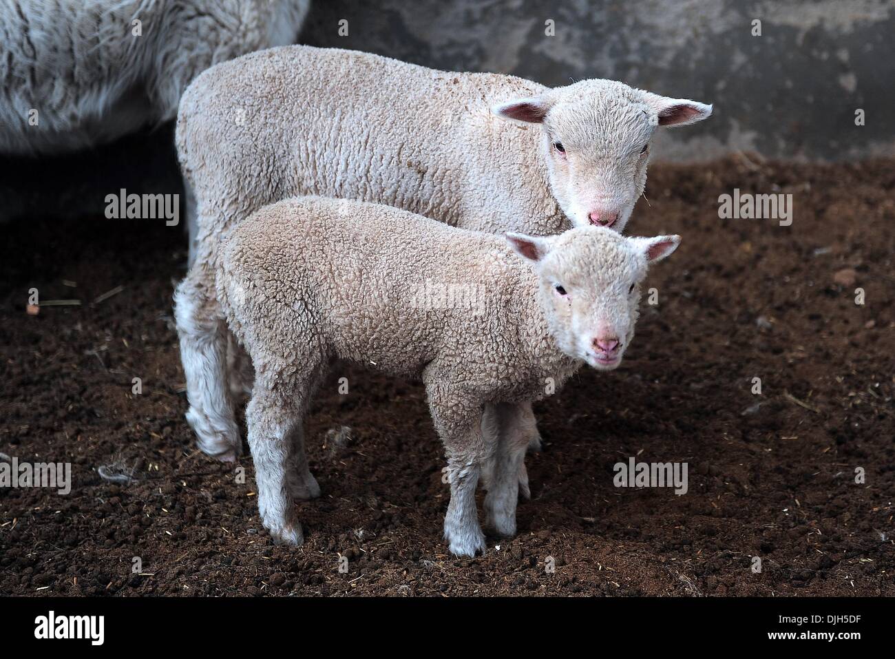 (131128) -- HAIBEI, Nov. 28, 2013 (Xinhua) -- Photo taken on Nov. 27 ...