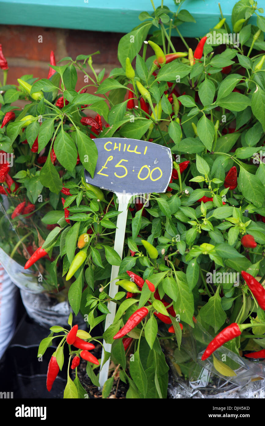 Plant sale uk hi-res stock photography and images - Alamy