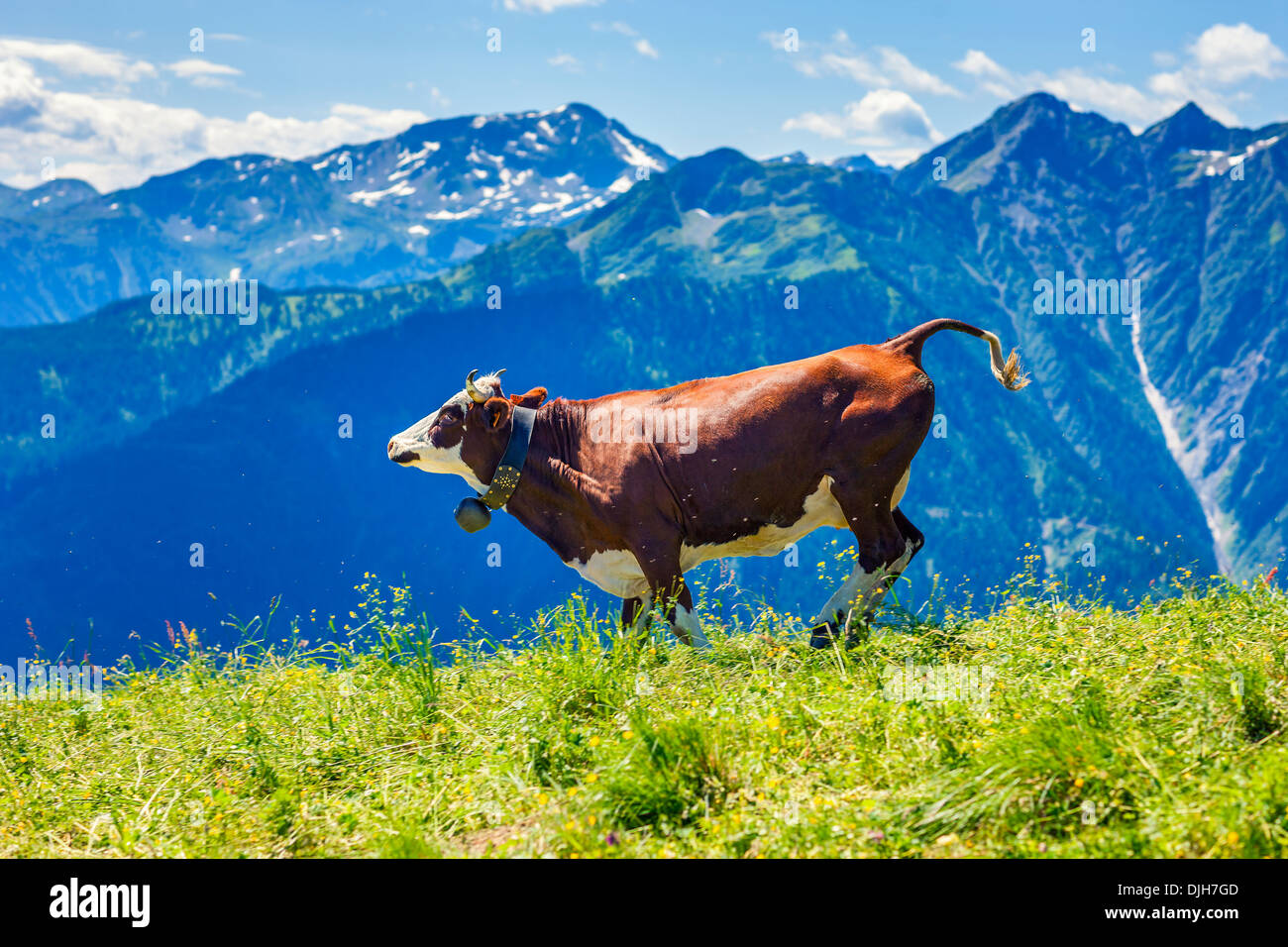 Running cow hi-res stock photography and images - Alamy