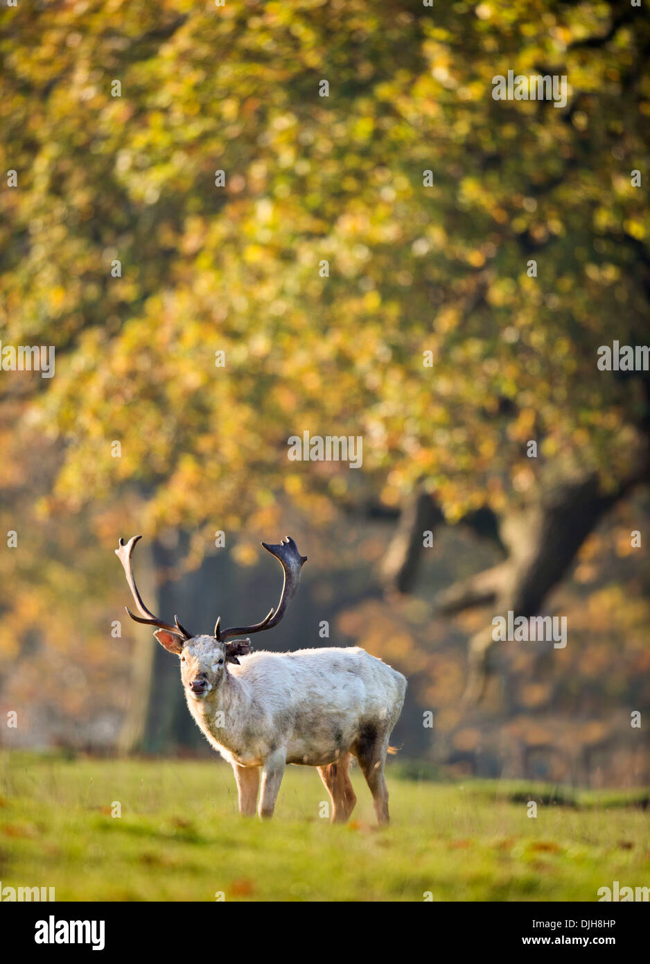 Berkeley Deer Park High Resolution Stock Photography and Images - Alamy