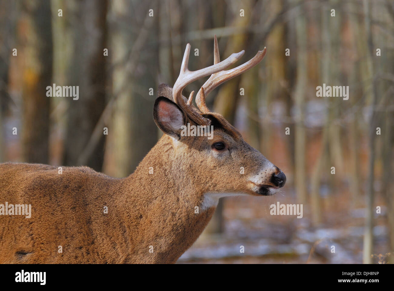 Whitetail Deer Buck standing in a field Stock Photo - Alamy