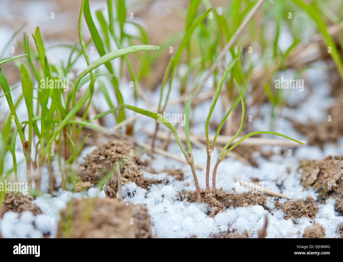 Green winter grass hi-res stock photography and images - Alamy