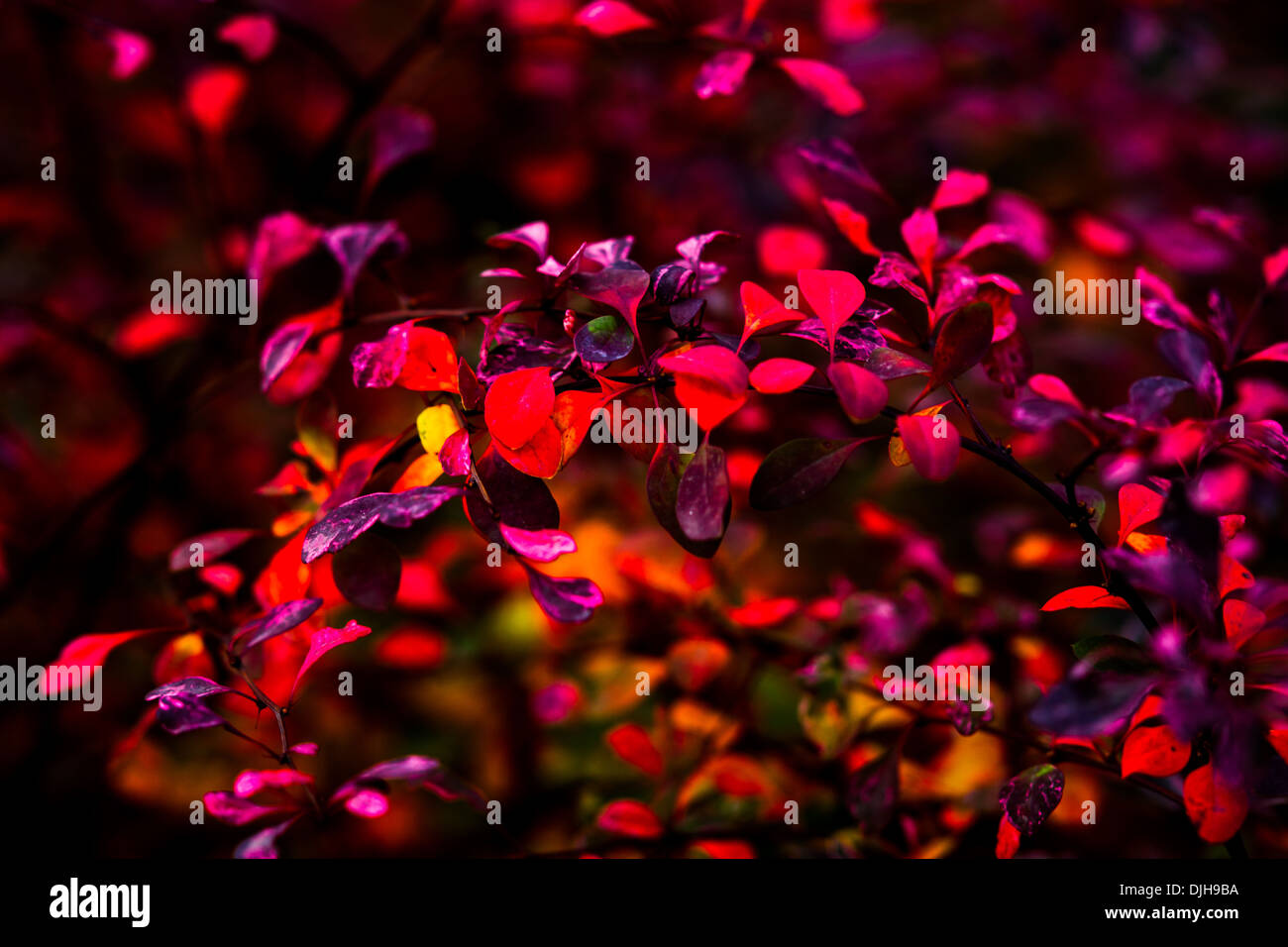 Blood carnation hi-res stock photography and images - Alamy