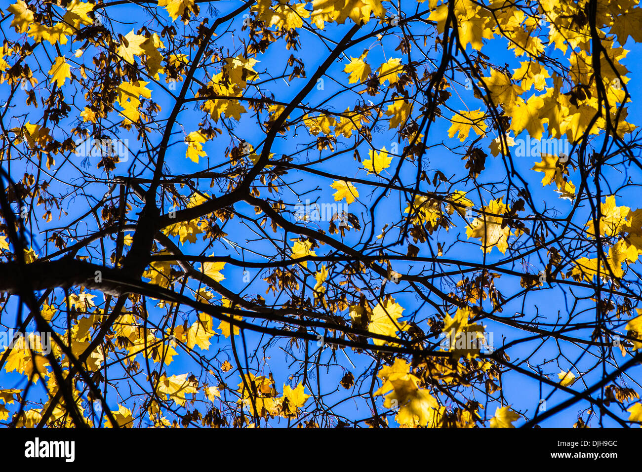 October Blues 1. Yellow leaves and black branches of a maple tree ...
