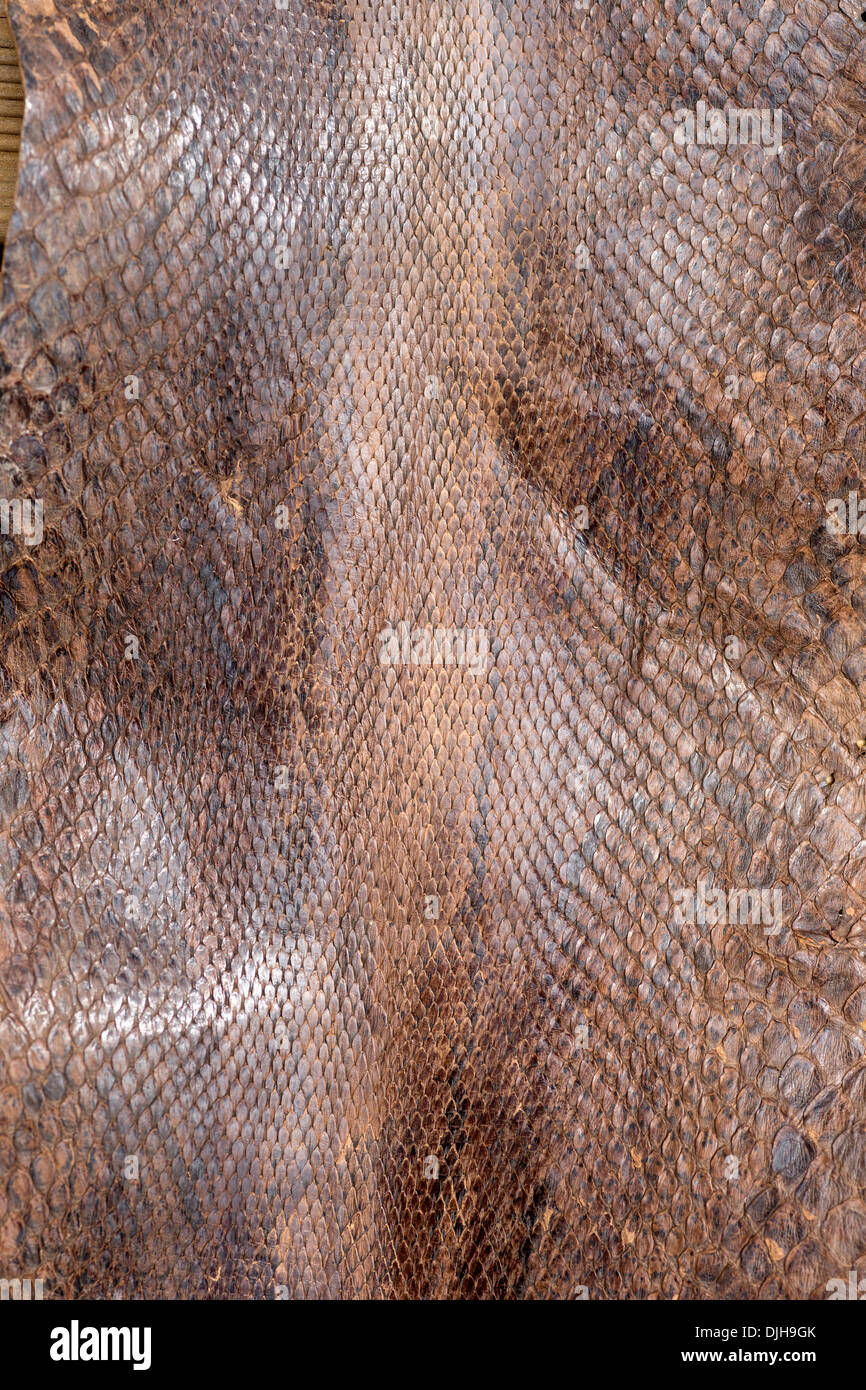 Snake skins hi-res stock photography and images - Alamy