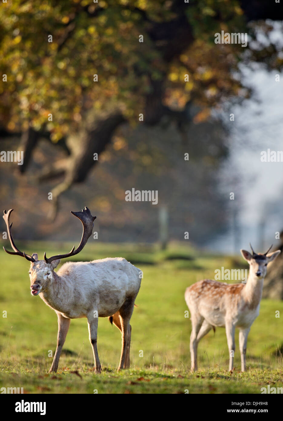 A white stag surrounded by autumn colour in the Deer Park of the ...