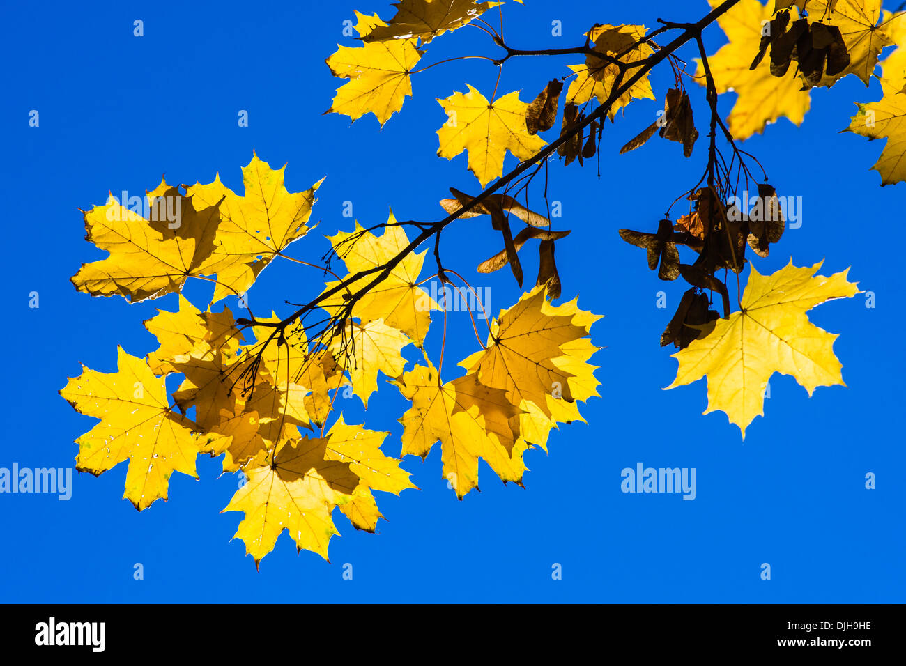 October Blues 2. Yellow leaves and black branches of a maple tree ...