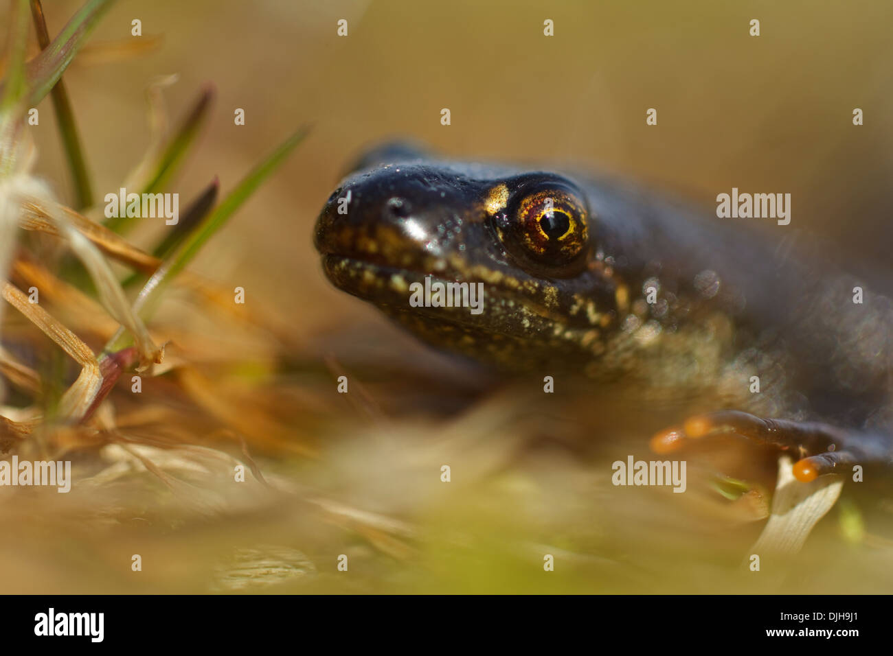 Great Crested Newt (Triturus cristatus Stock Photo - Alamy