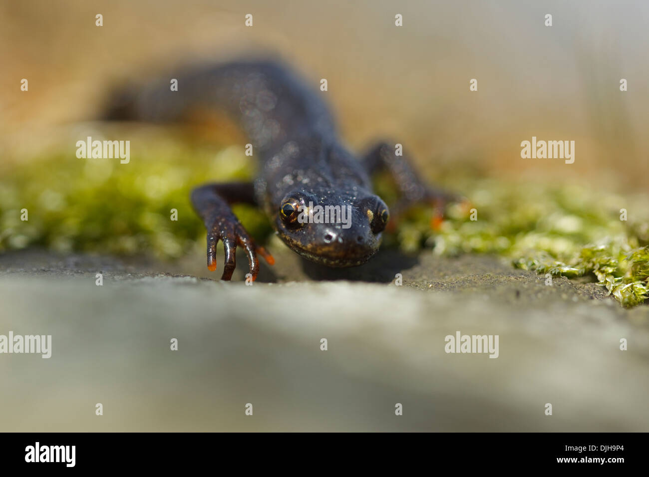 Triturus cristatus hi-res stock photography and images - Alamy