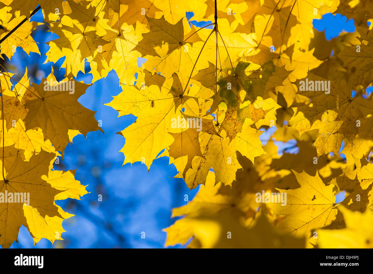 October Blues 8. Yellow leaves and black branches of a maple tree ...