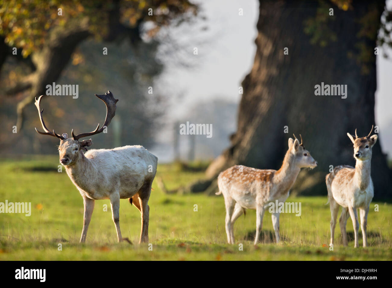 A white stag surrounded by autumn colour in the Deer Park of the ...