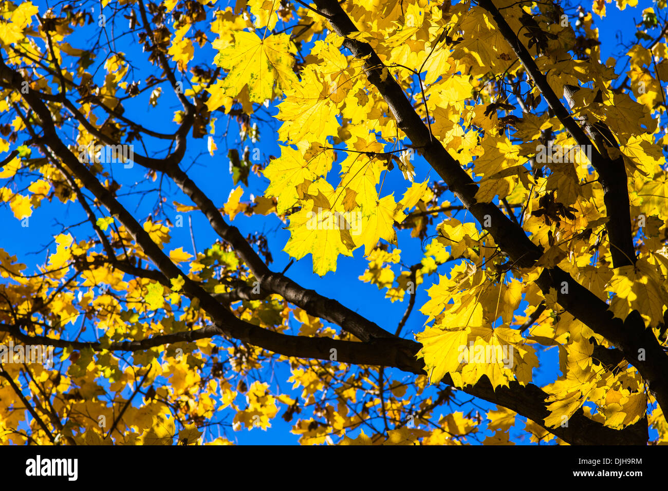October Blues 9. Yellow leaves and black branches of a maple tree ...