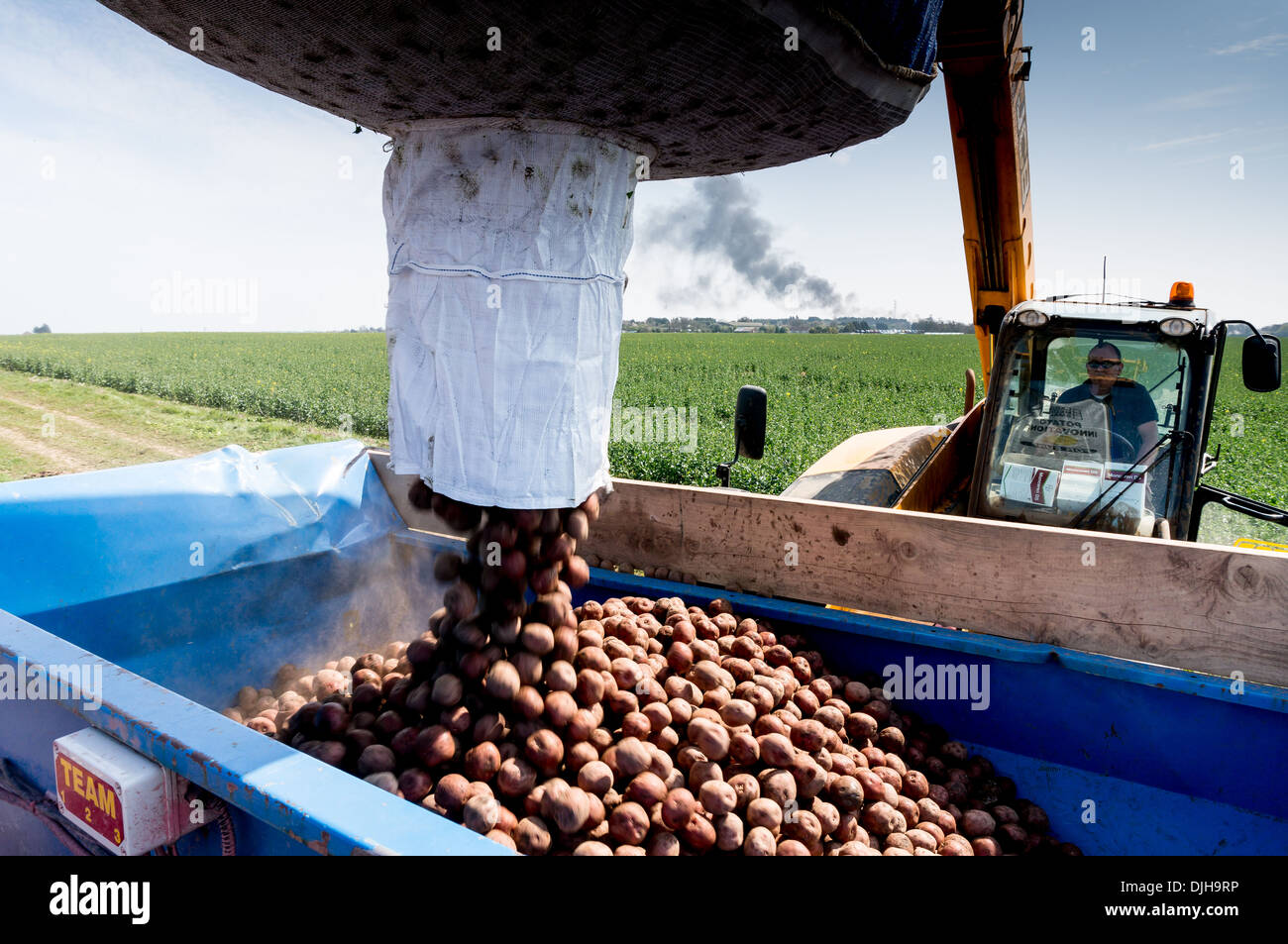 Planting potatoes ready for Crisp production Stock Photo - Alamy