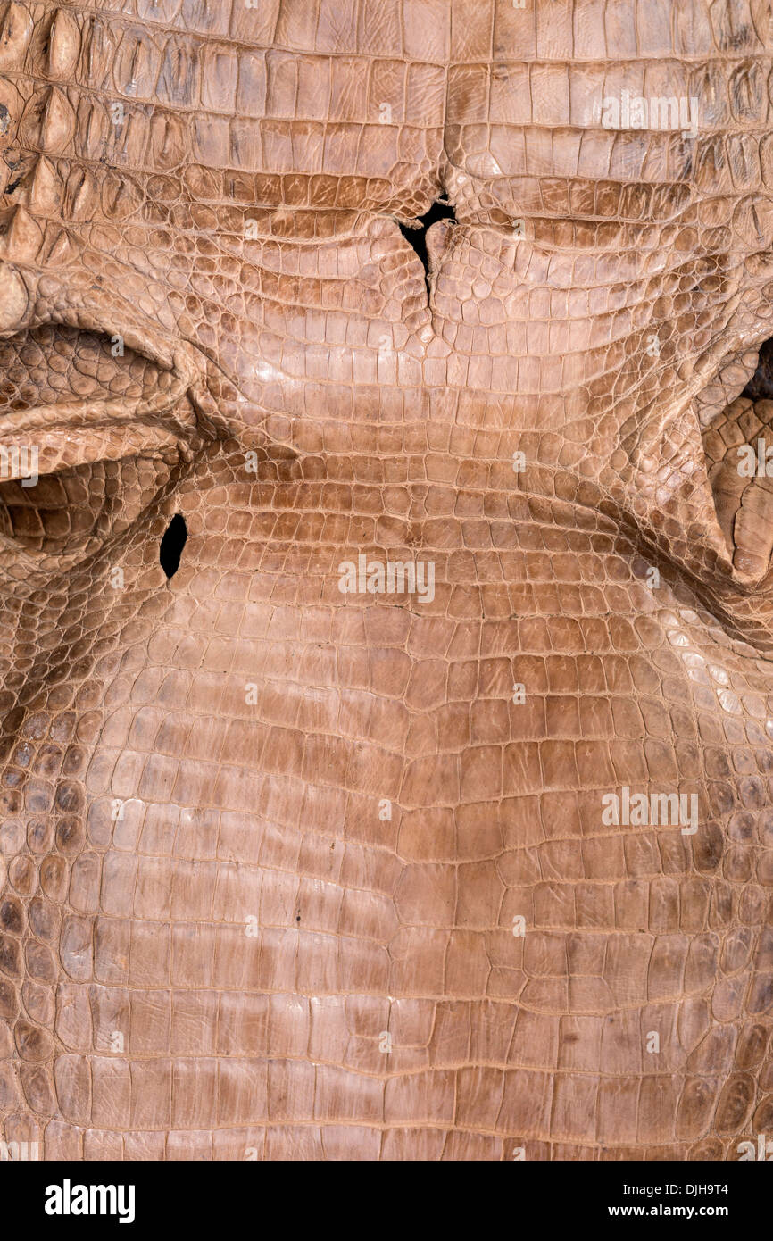 Snake skins hi-res stock photography and images - Alamy