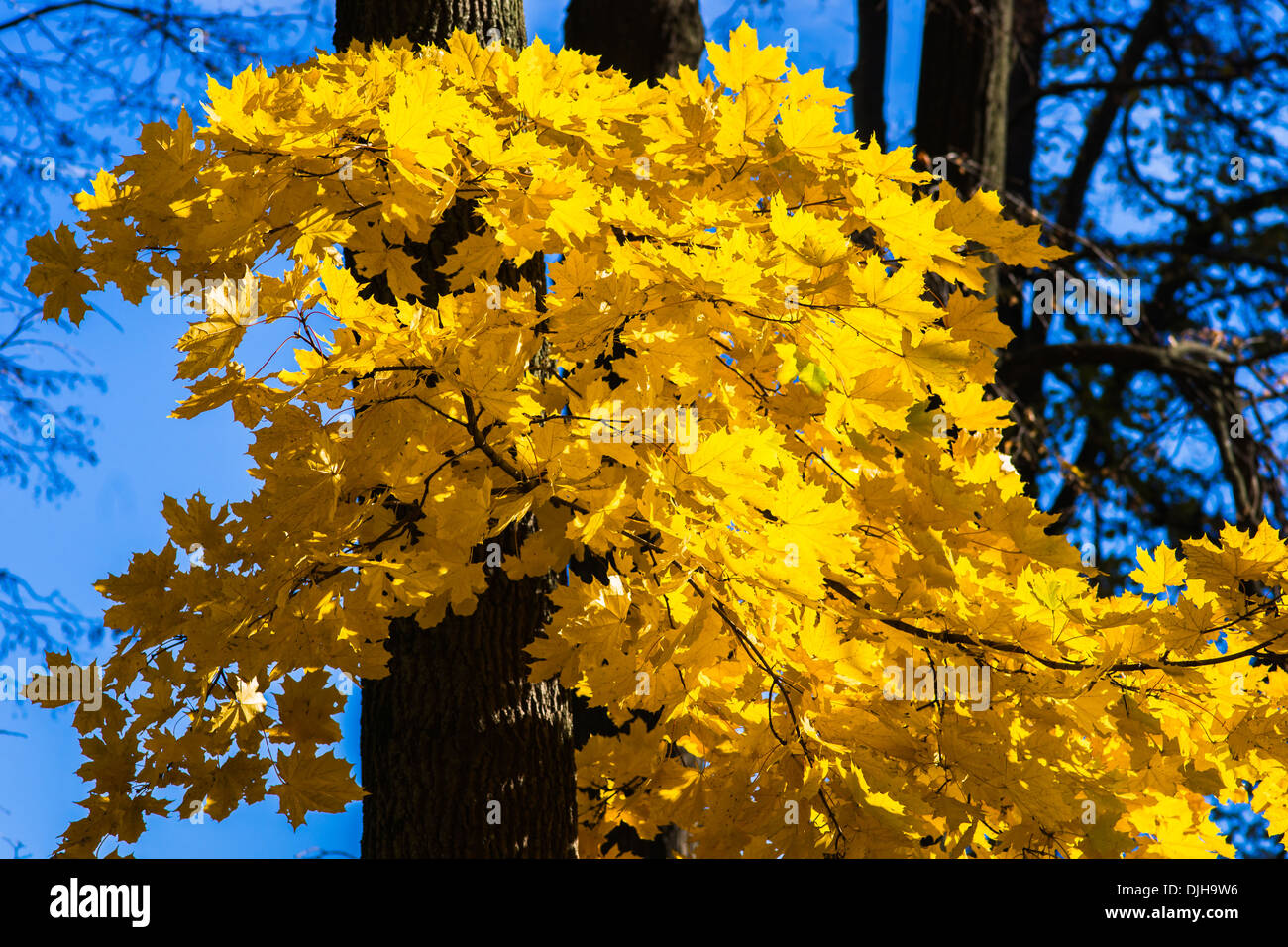 October Blues 10. Yellow leaves and black branches of a maple tree ...