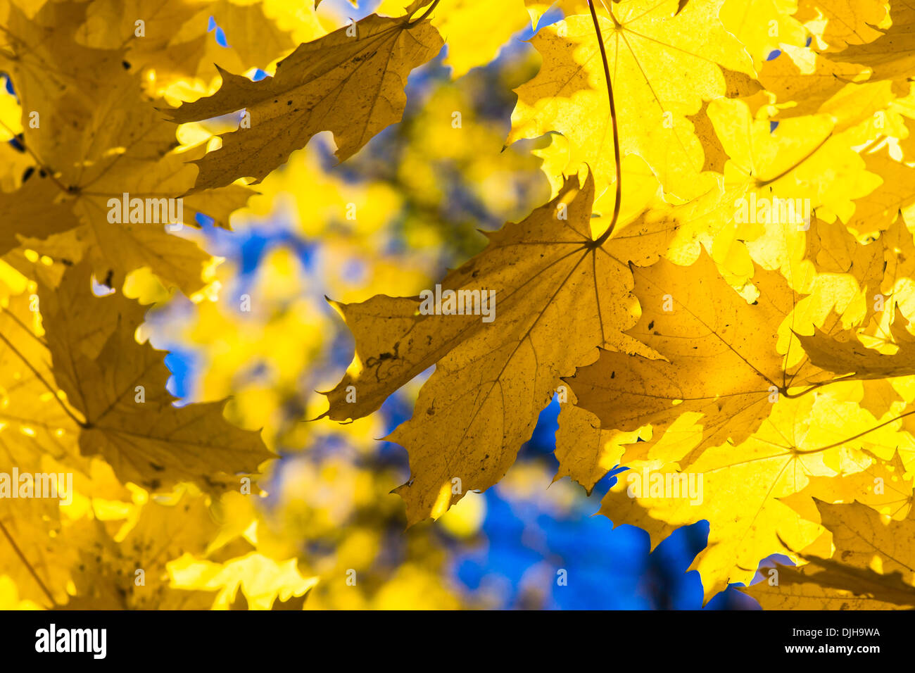 October Blues 11. Yellow leaves and black branches of a maple tree ...
