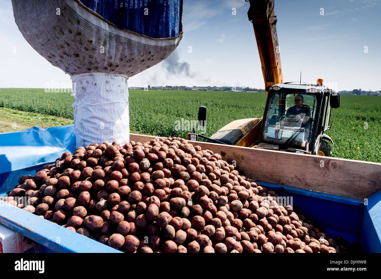 Planting potatoes ready for Crisp production Stock Photo - Alamy