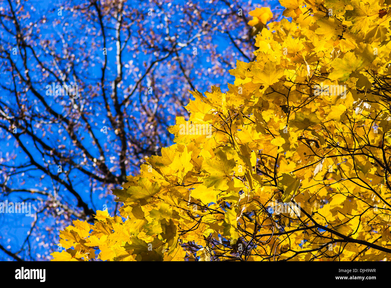 October Blues 12. Yellow leaves and black branches of a maple tree ...