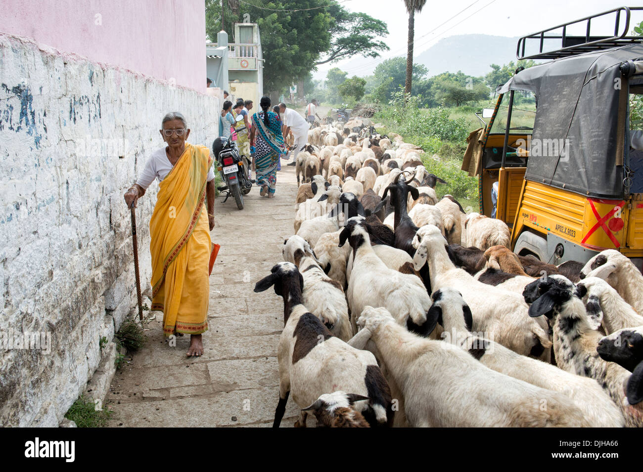 Goats outside hi-res stock photography and images - Alamy