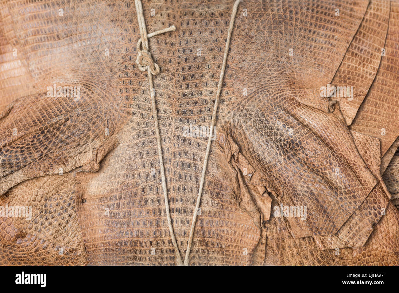 Snake skins hi-res stock photography and images - Alamy