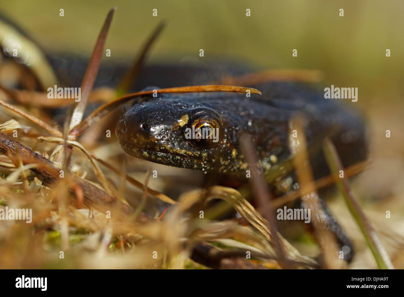 Great Crested Newt (Triturus cristatus Stock Photo - Alamy