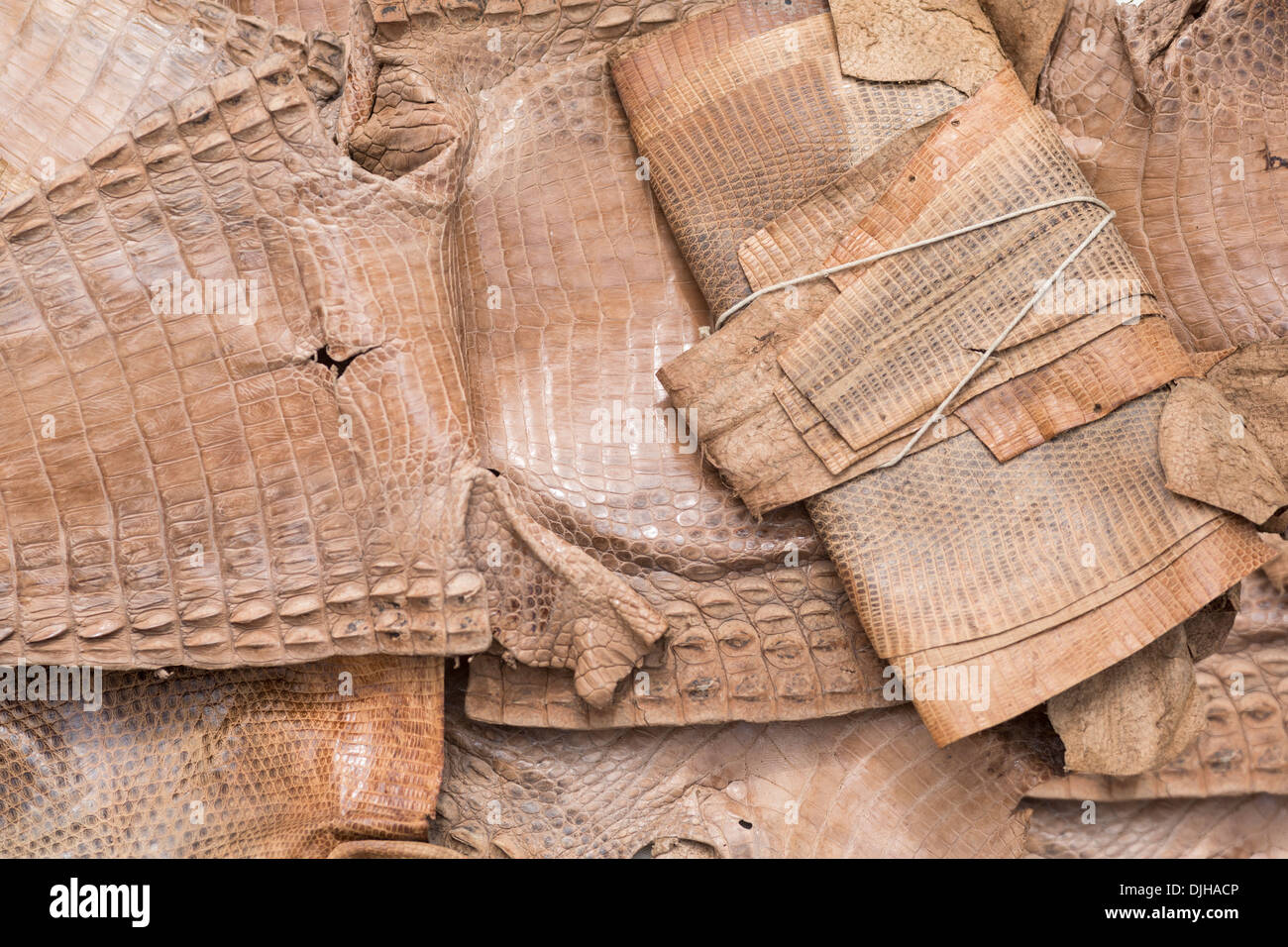 Snake Skins Stock Photos & Snake Skins Stock Images - Alamy