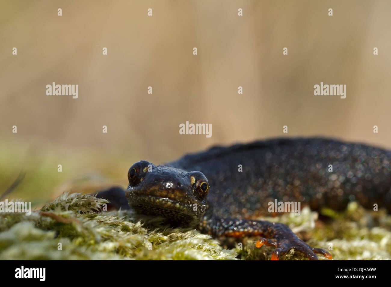 Great Crested Newt (Triturus cristatus Stock Photo - Alamy