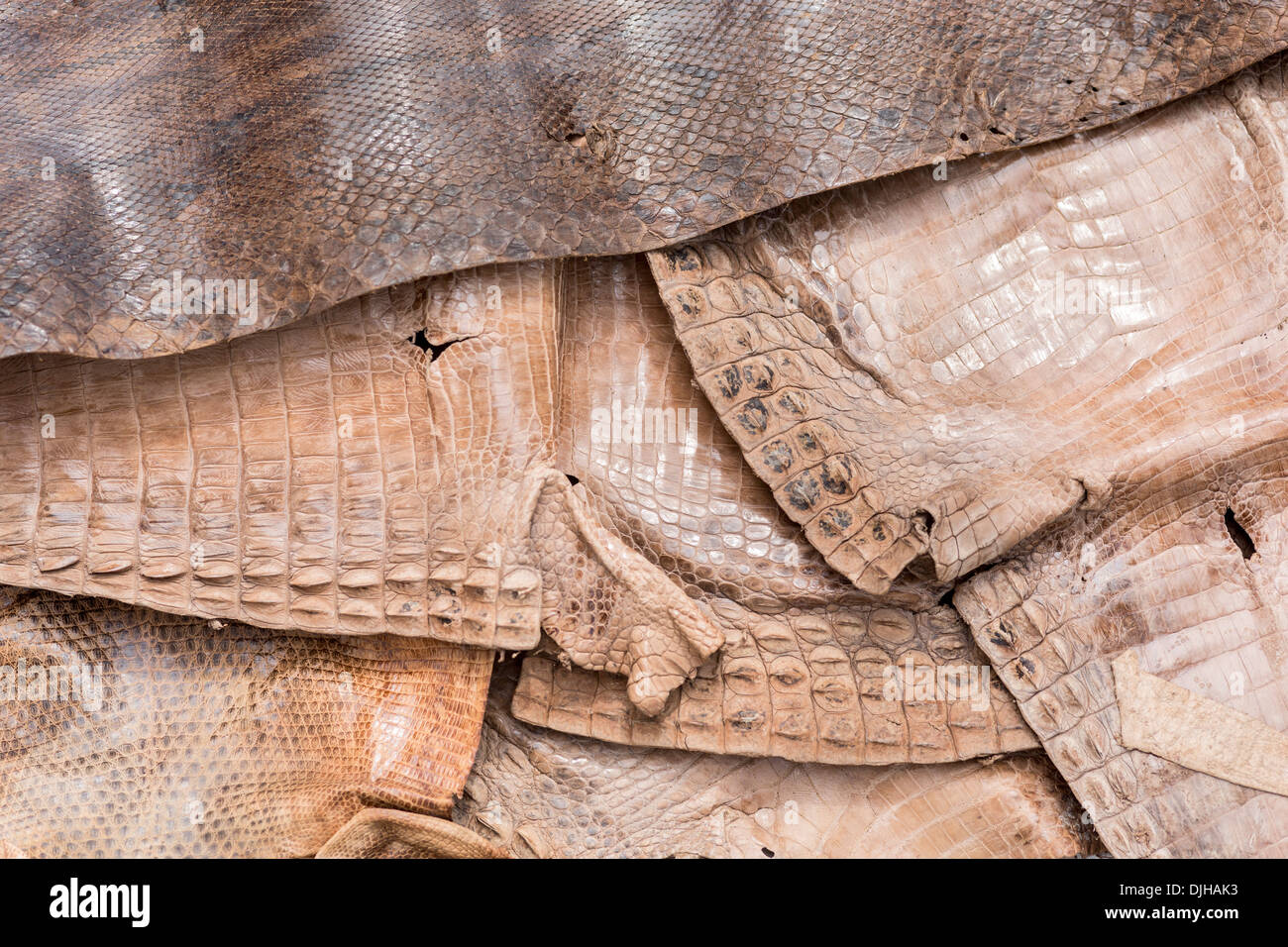 Snake Skins Stock Photos & Snake Skins Stock Images - Alamy