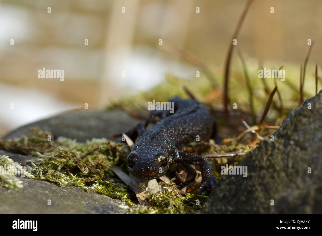 Great Crested Newt (Triturus cristatus Stock Photo - Alamy