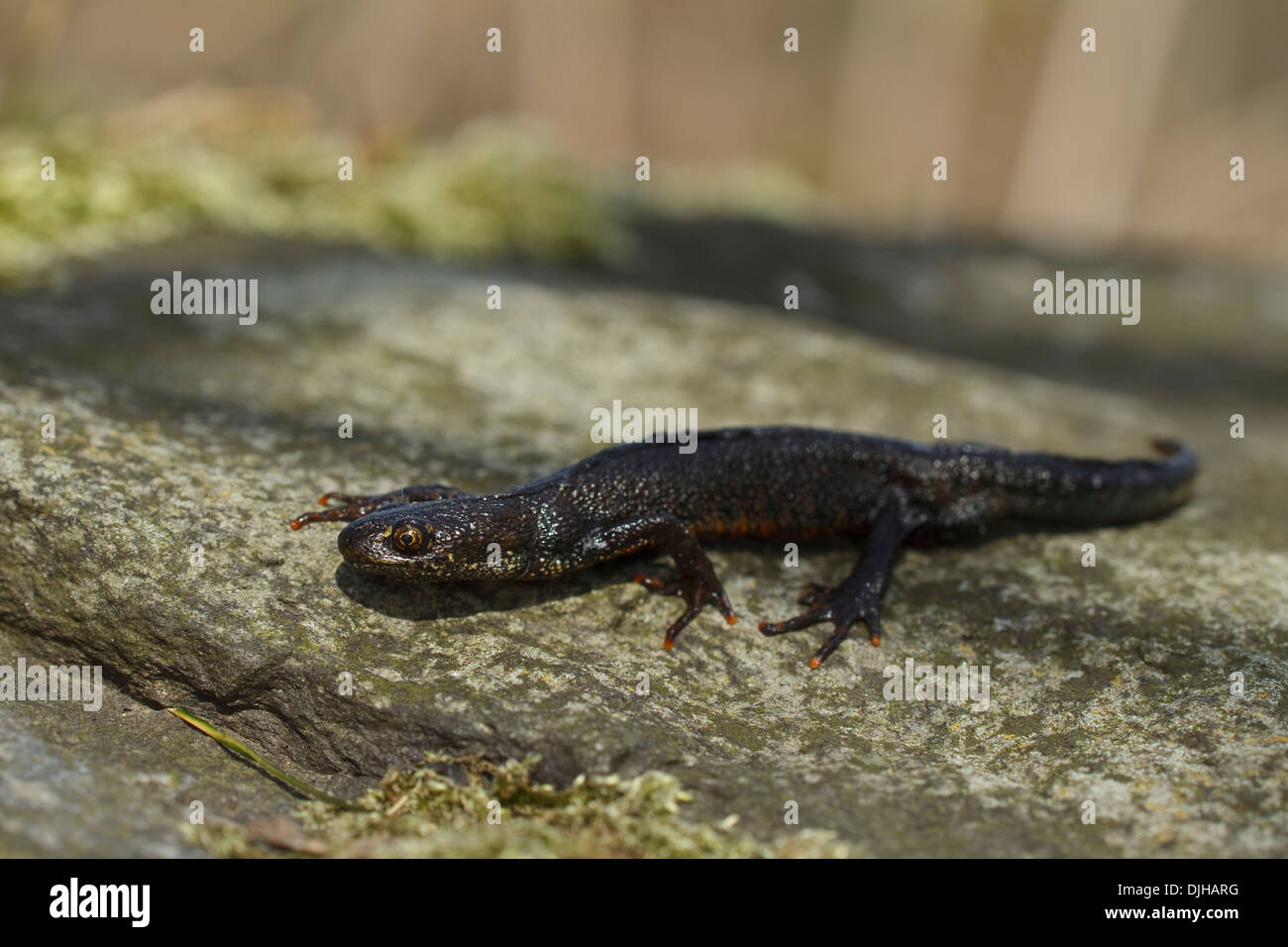 Great crested newts hi-res stock photography and images - Alamy